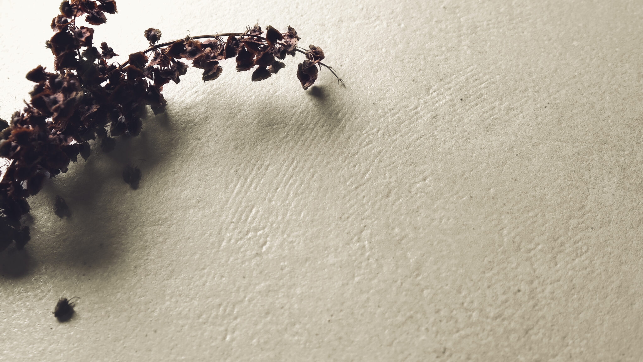 Koine by Settecento | Tile X Design